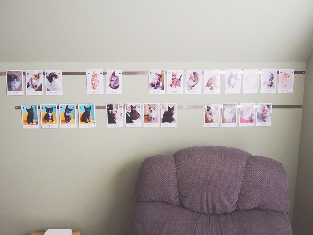 How I Created My Kitten Foster Room Setup [Fostering Cats part 2 ...